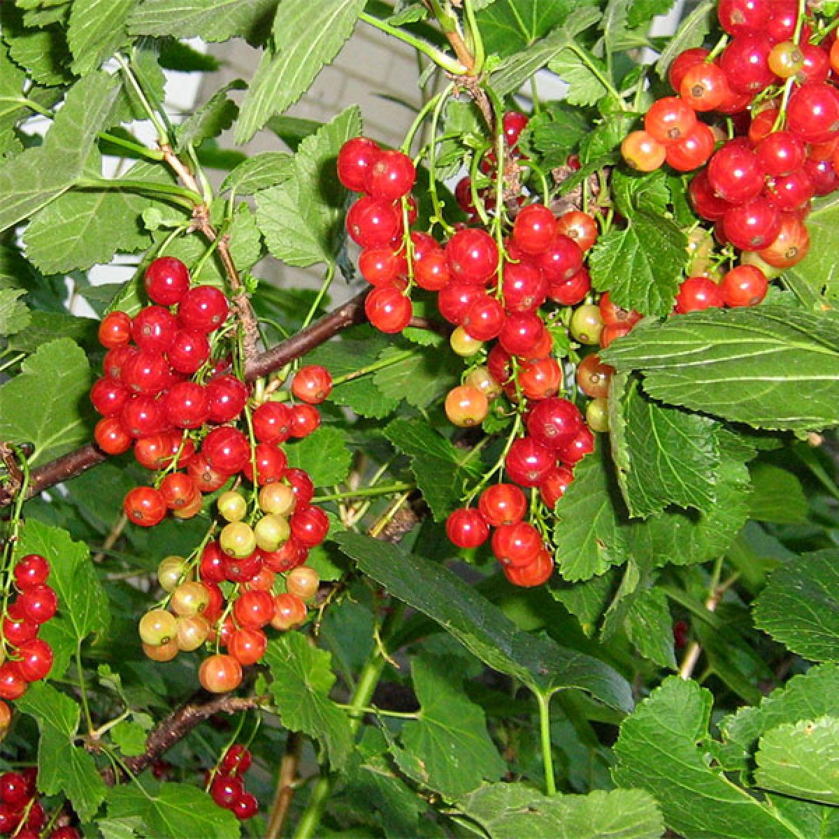 Groseillier à grappes London Market - Ribes rubrum à fruits rouges