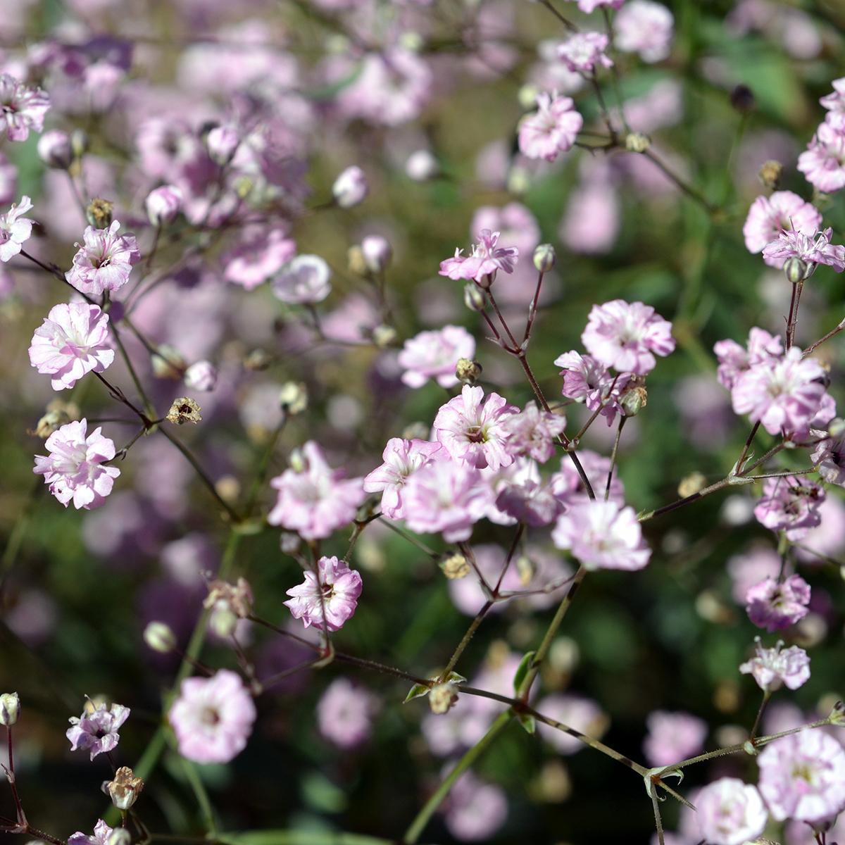Gypsophila paniculata Festival Pink Lady - Variété compacte aux fleurs ...