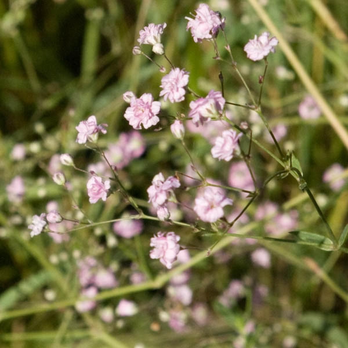 Gypsophila paniculata flamingo - Gypsophile rose - Un nuage de petites ...