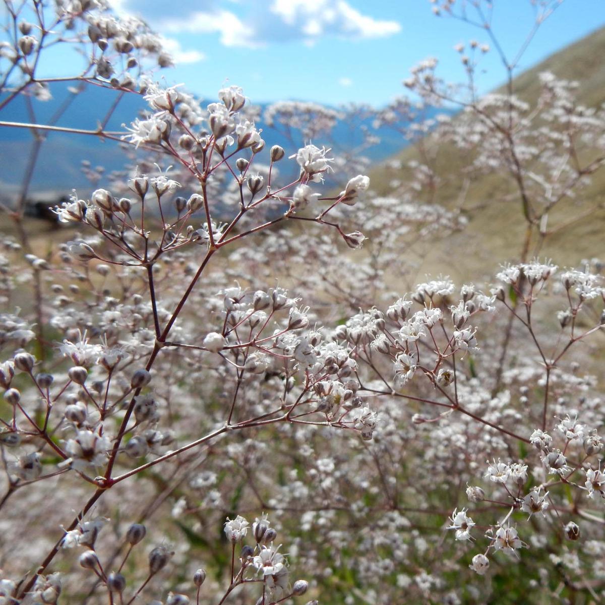 La Gypsophile paniculata, une profusion de petites fleurs blanches.