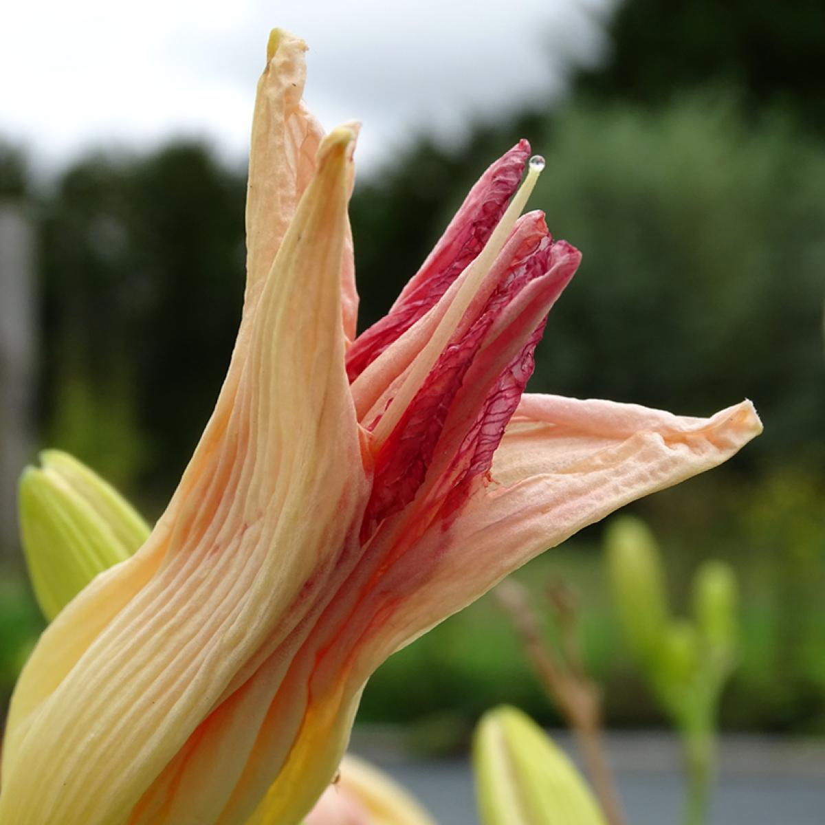 Hémérocalle Final Touch - Hemerocallis - De grandes fleurs roses à ...