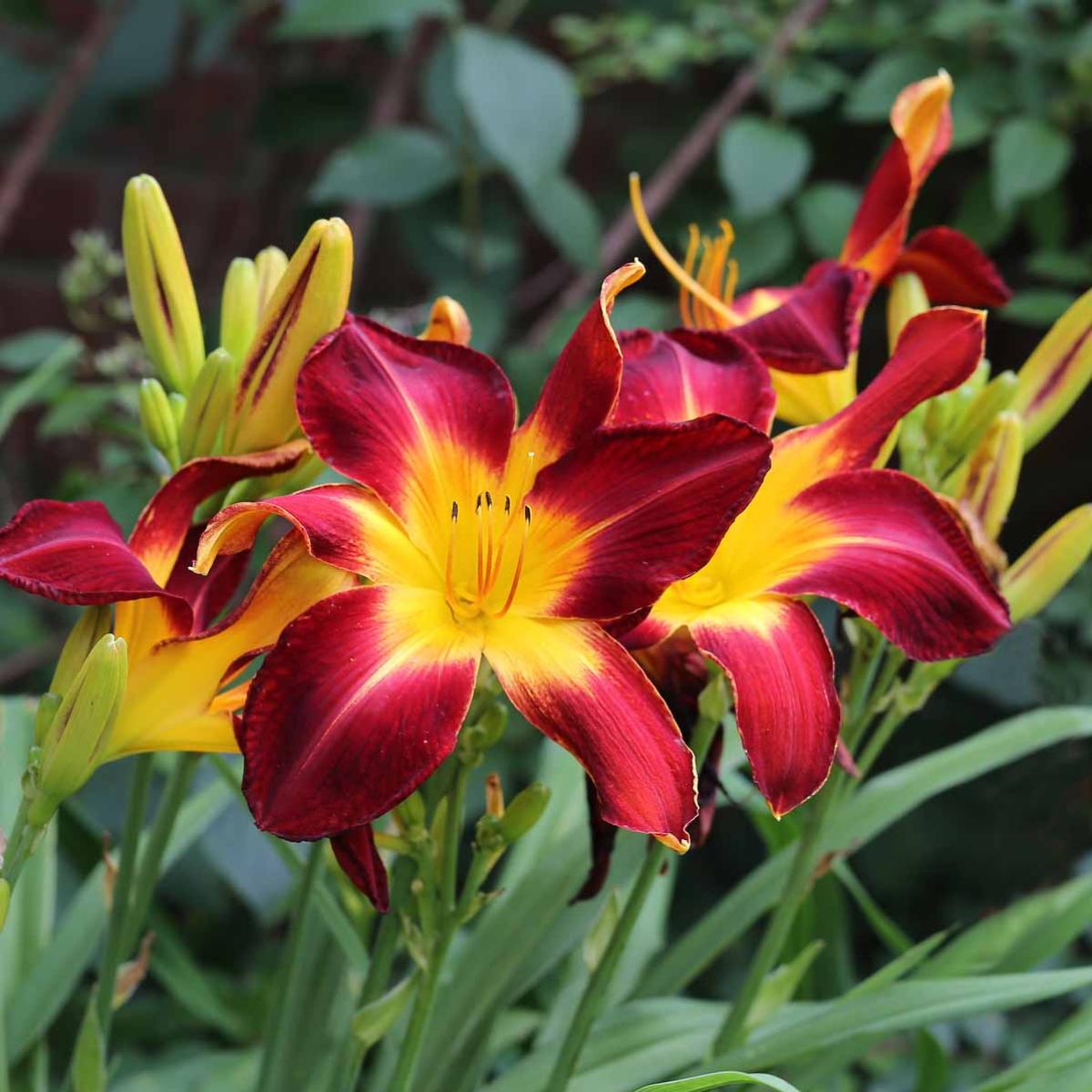 Hémérocalle Ruby Spider - Hemerocallis - D'immenses fleurs rouge rubis ...