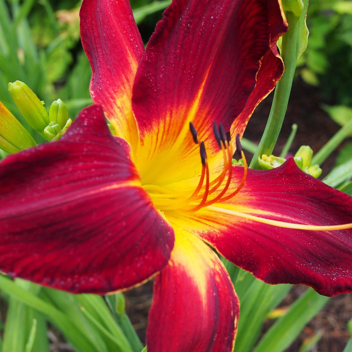 Hémérocalle Ruby Spider - Hemerocallis - D'immenses fleurs rouge rubis ...