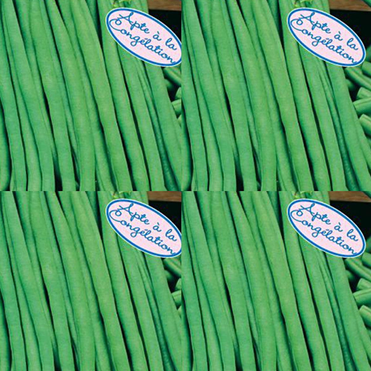 Haricot nain à filet Novirex - Graines potagères - Phaseolus vulgaris