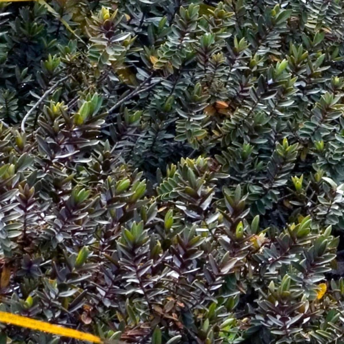 Hebe Red Edge - Véronique arbustive à feuillage gris-vert foncé bordé ...