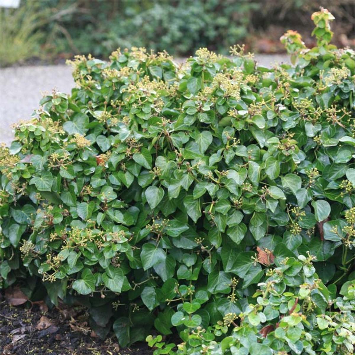 Hedera helix Arbori Compact - Petit lierre arbustif