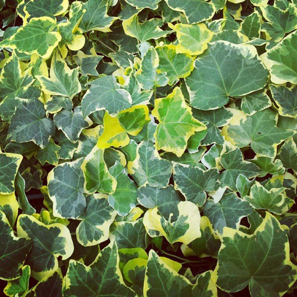 Hedera helix Goldchild - Lierre commun vert-gris panaché de jaune