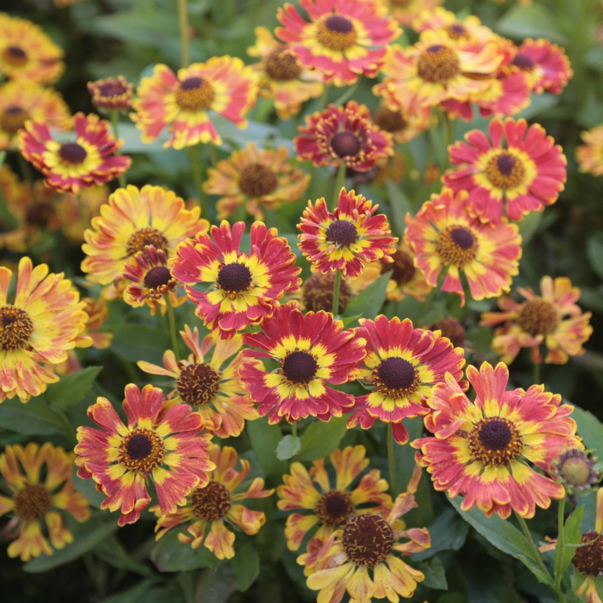 Helenium autumnale Mariachi Fuego - Hélénie d'automne compacte