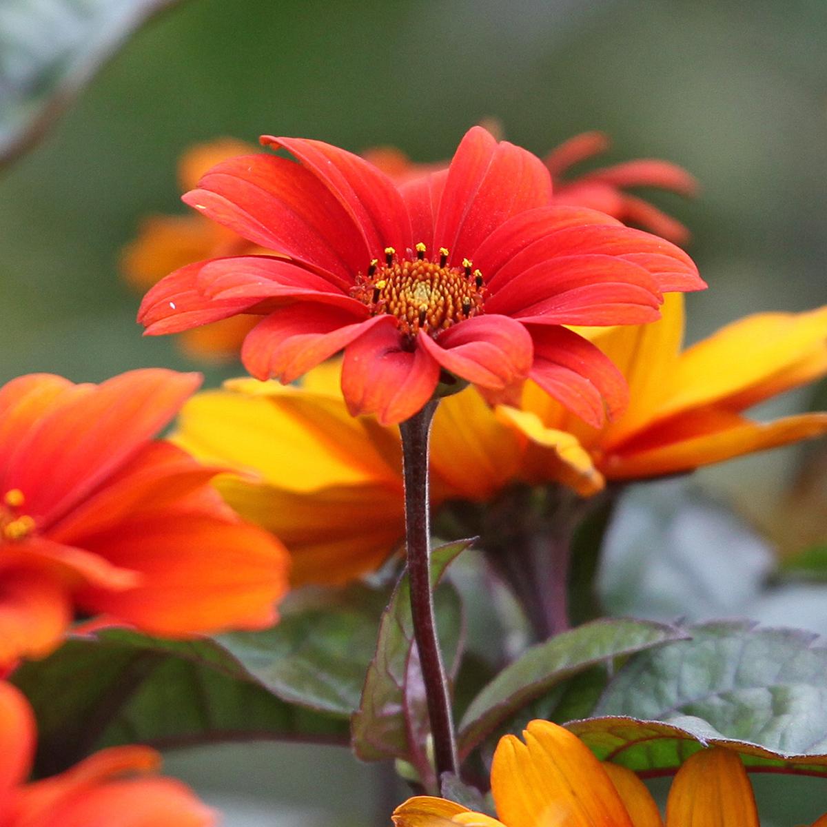 Heliopsis helianthoides Fire Twister - Héliopsis faux-hélianthe semi ...