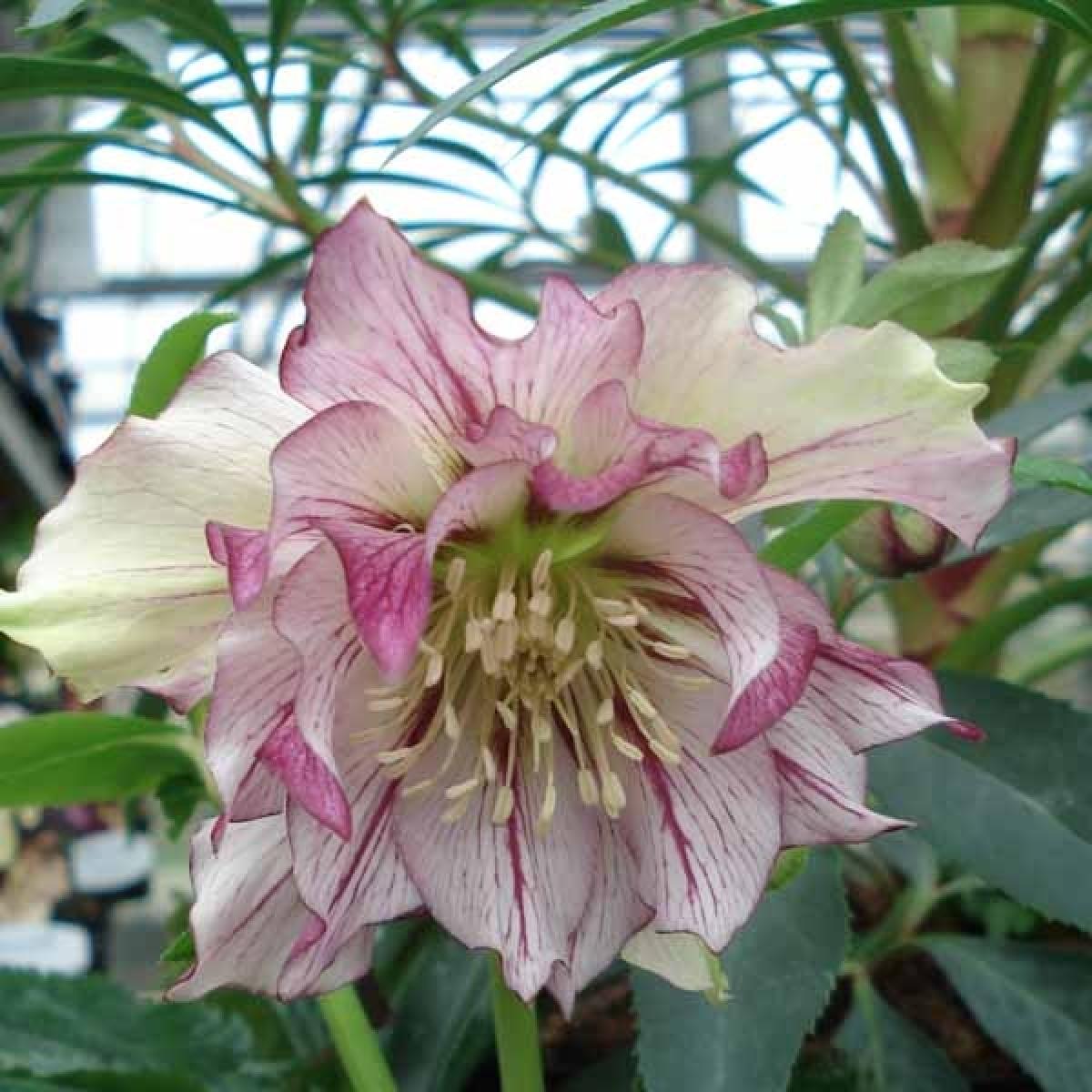 Hellebore Double Picotee - Helleborus orientalis - Rose de Noël