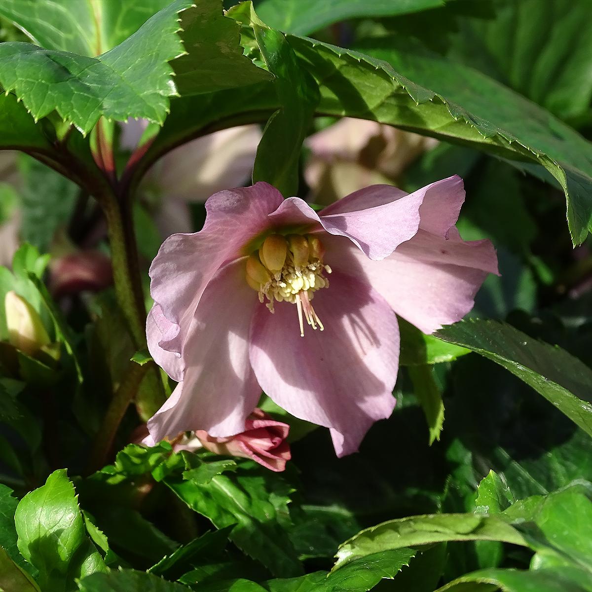 Hellebore orientale ViV Diana - Helleborus orientalis aux fleurs roses