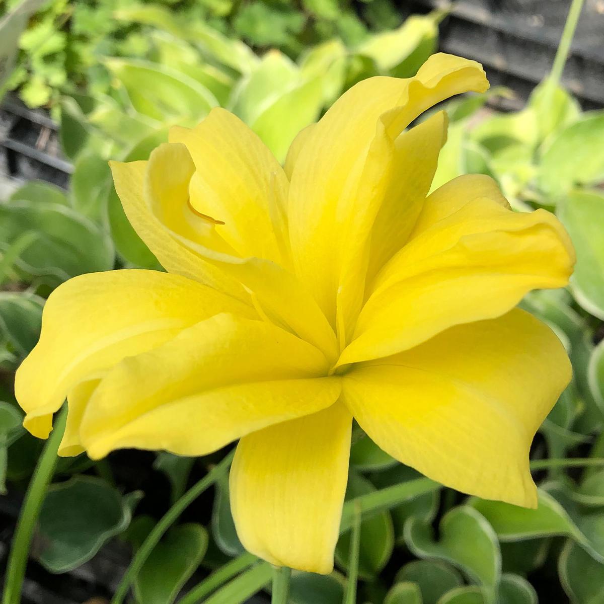 Hémérocalles Double River Wye - Hemerocallis - Des fleurs jaunes, semi ...