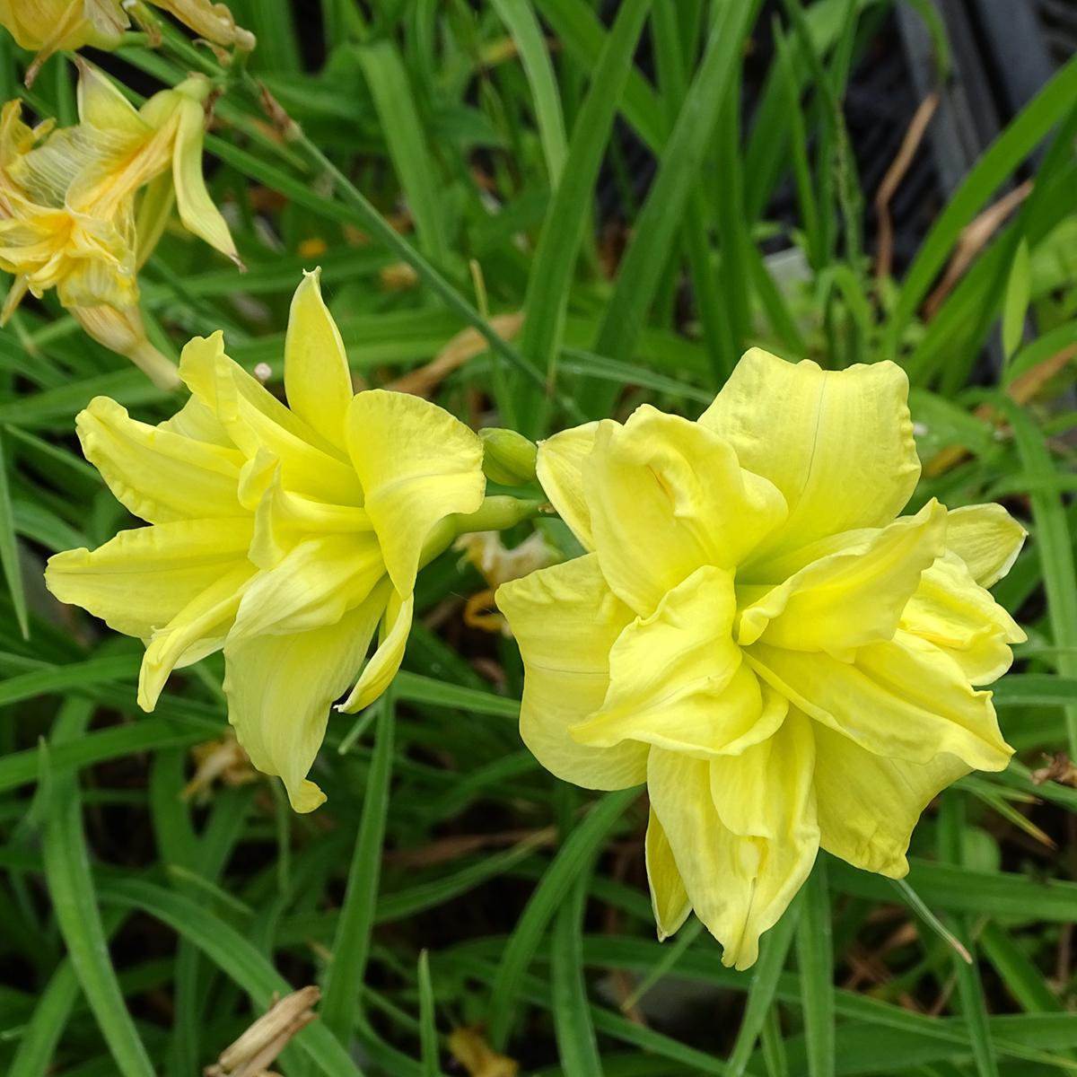Hémérocalles Double River Wye - Hemerocallis - Des fleurs jaunes, semi ...