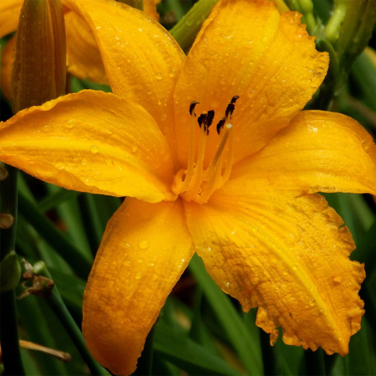 Hémérocalle Orange Prelude - Hemerocallis orange vif.