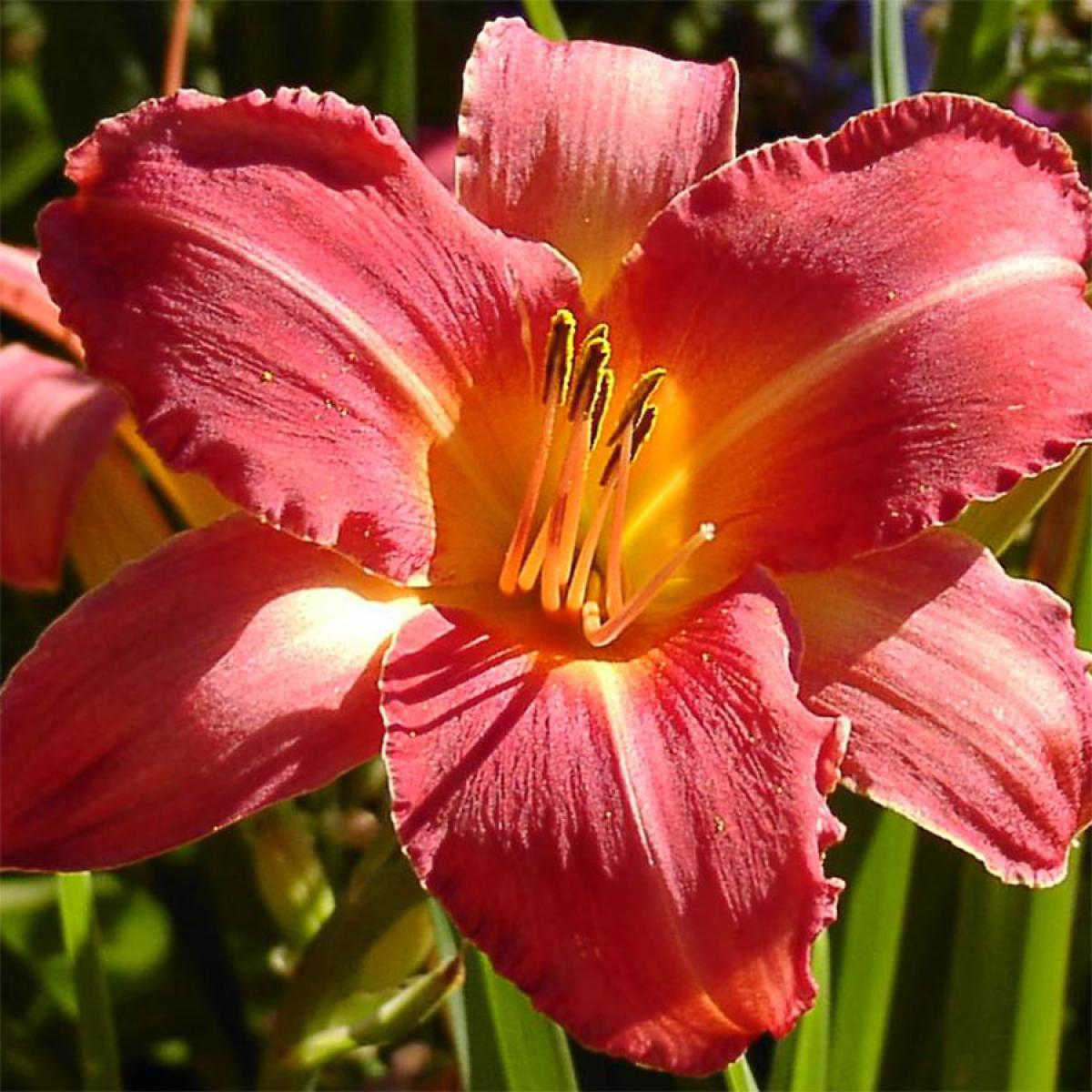 Hémérocalle Persian Market - Hemerocallis - Lis d'un jour - Variété ...