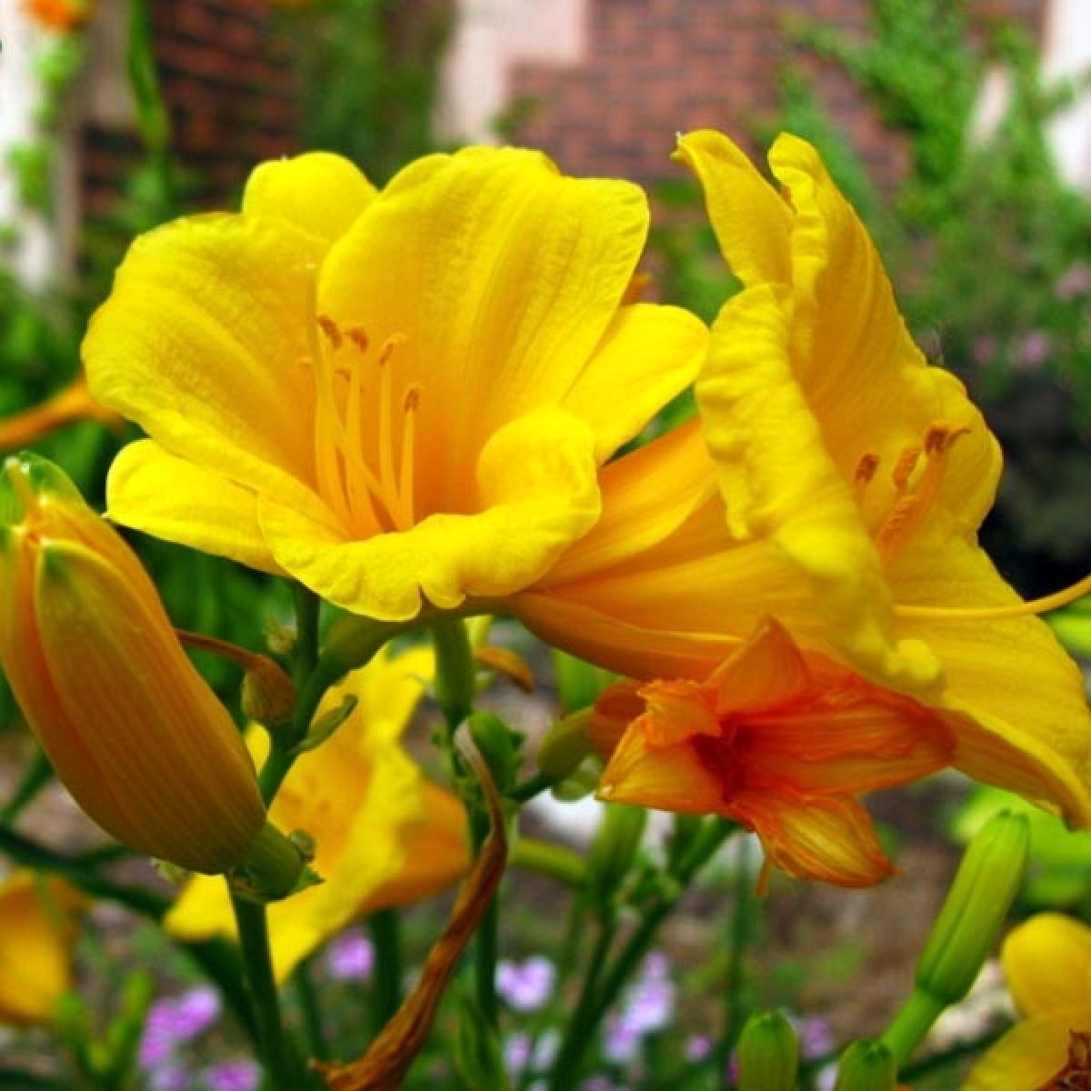 Hemerocalle Stella de Oro - Hemerocallis - Une variété miniature, jaune ...