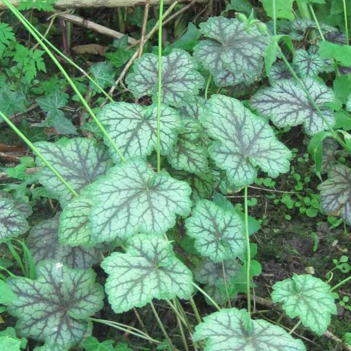 Heuchère Americana Dale's Strain - Heuchera à feuilles marbrées veinées ...