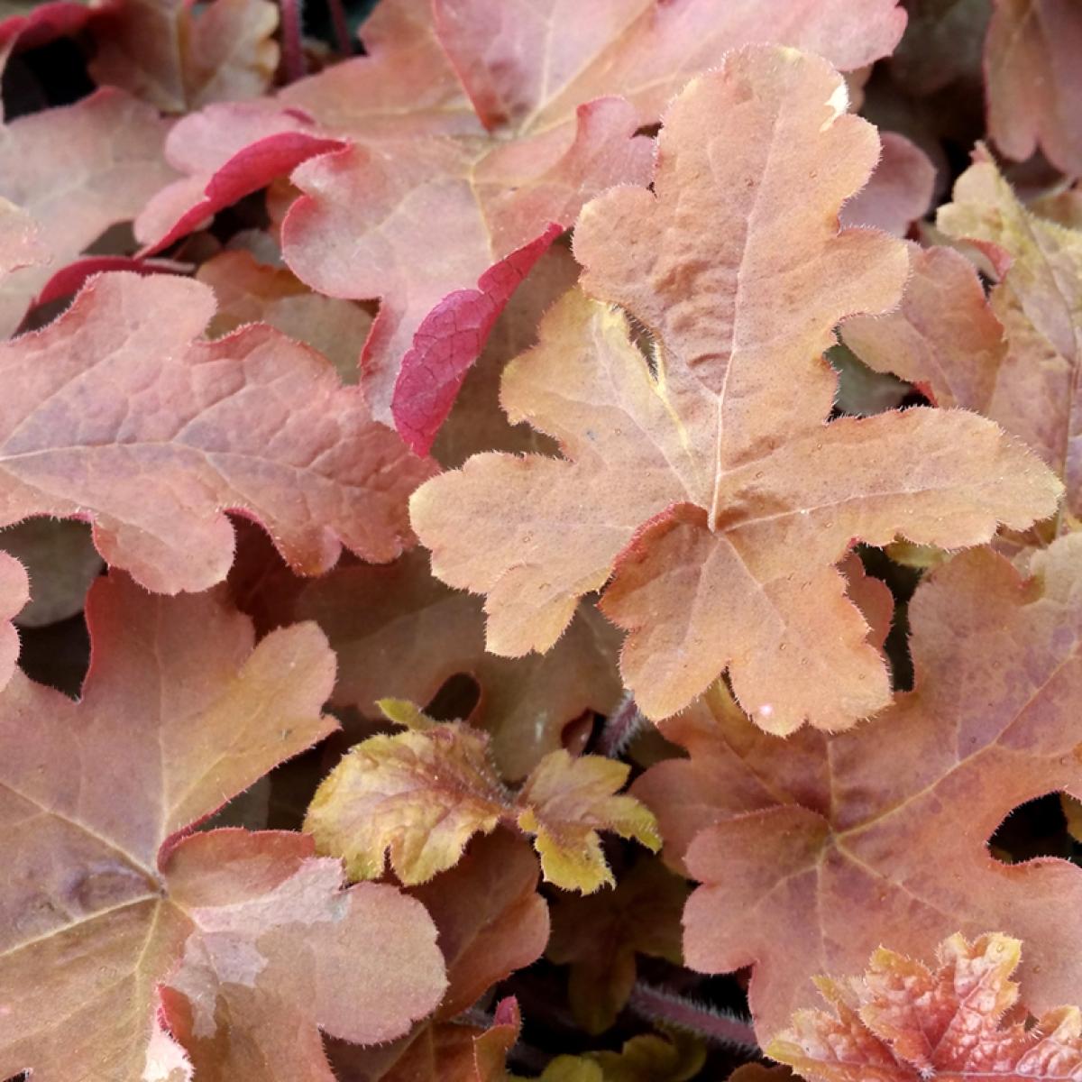 Heucherella Red Rover - Vivace au feuillage rouge pourpre persistant.