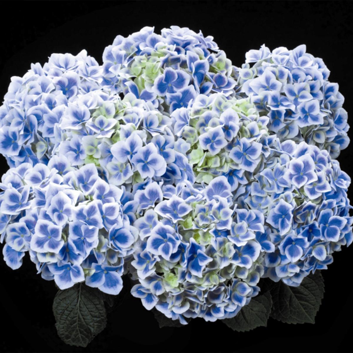 Hydrangea macrophylla Beautensia Dali - Hortensia boule à fleurs ...