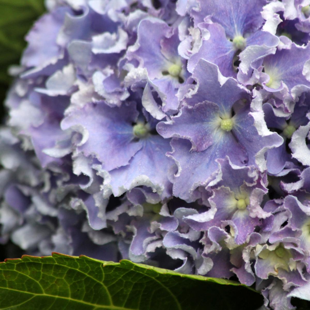 Hydrangea macrophylla Beautensia Spike - Hortensia boule à fleurs ...