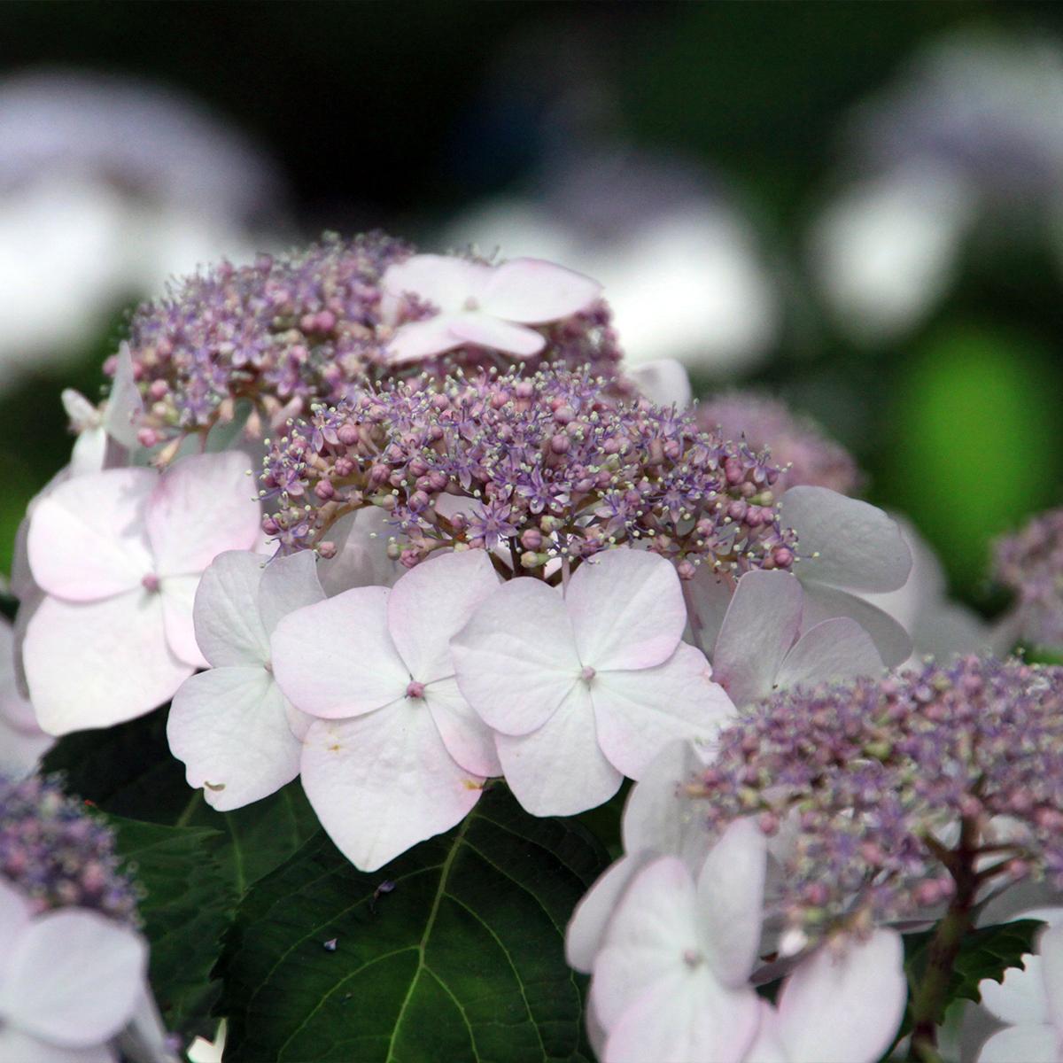 Hydrangea macrophylla Cloudi - Hortensia à fleurs bleu pâle