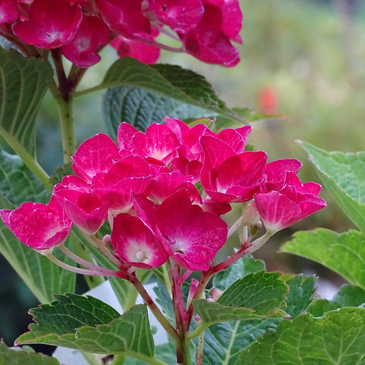 Hydrangea macrophylla Green Shadow - Hortensia à fleurs rose foncé