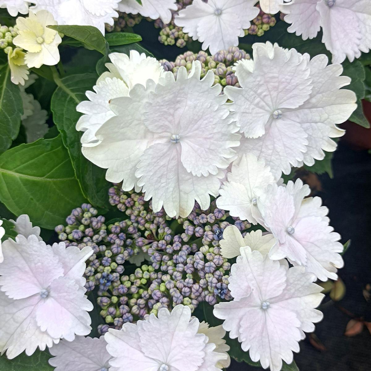 Hydrangea macrophylla Koria - Hortensia aux pétales blanc pur dentelés ...