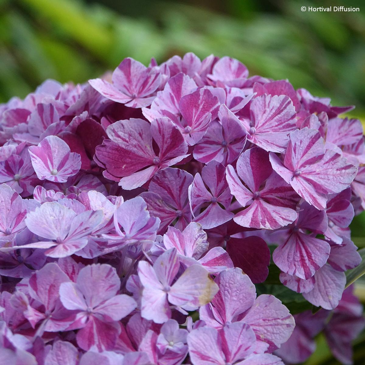 Hydrangea macrophylla Pinky Binder Pinhydrbin12 - Hortensia compact à ...