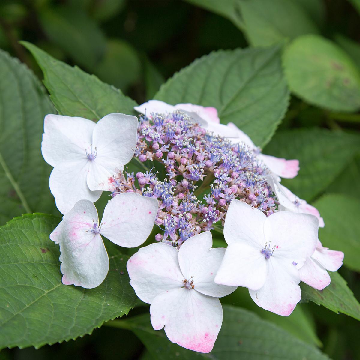 Hydrangea macrophylla White Wave - Hortensia à fleurs plates blanches