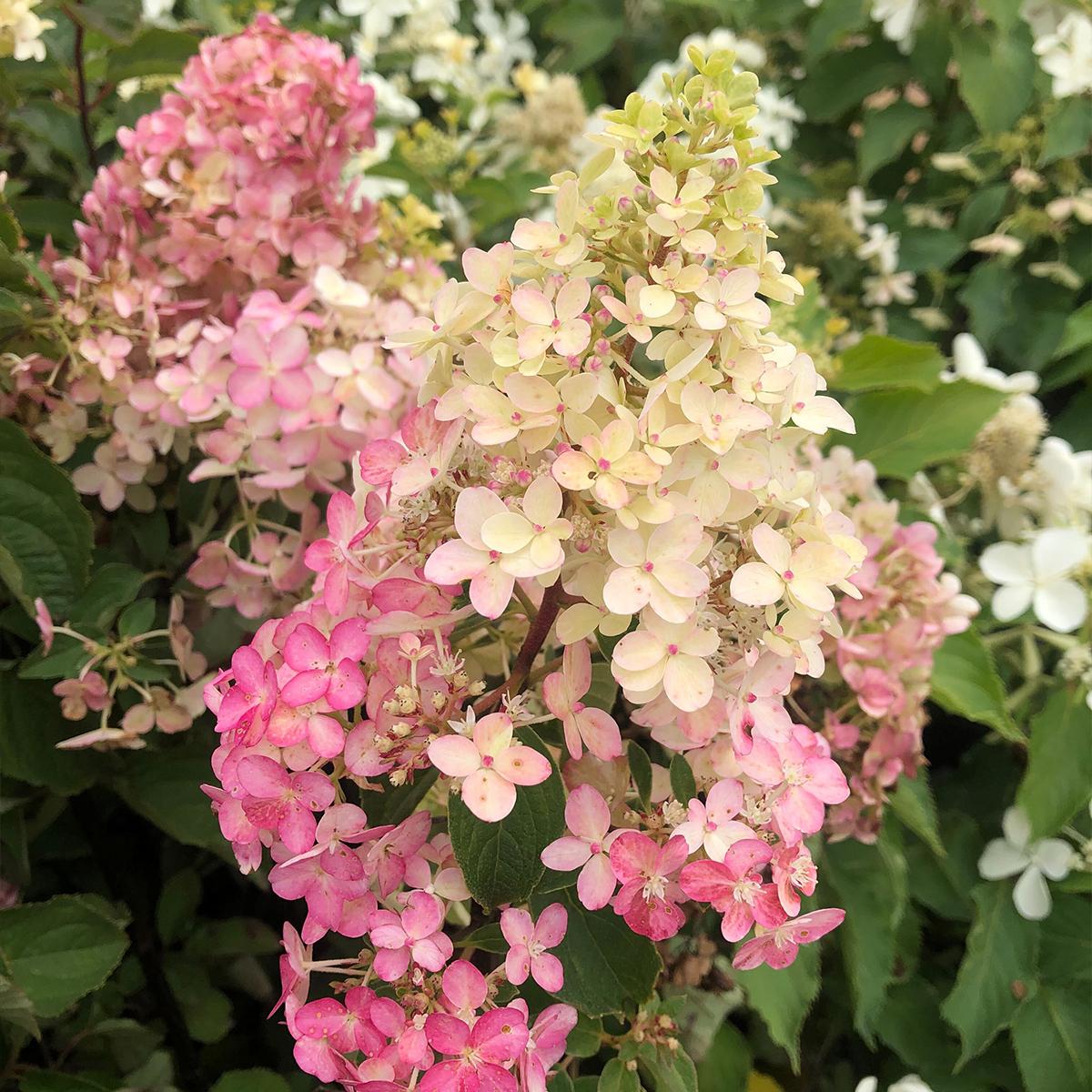 Hydrangea paniculata Fraise Melba – Hortensia paniculé rose et blanc