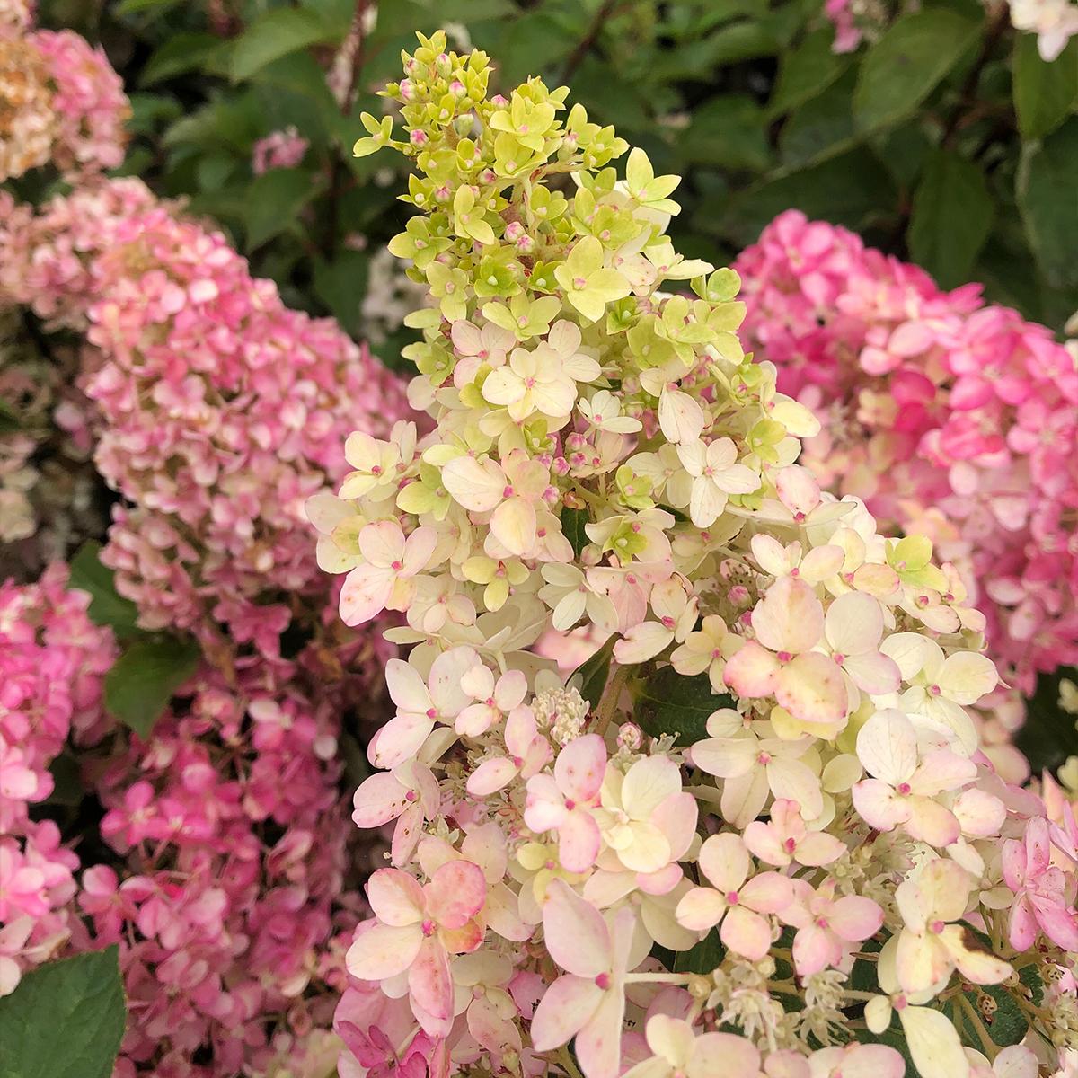 Hydrangea paniculata Fraise Melba – Hortensia paniculé rose et blanc