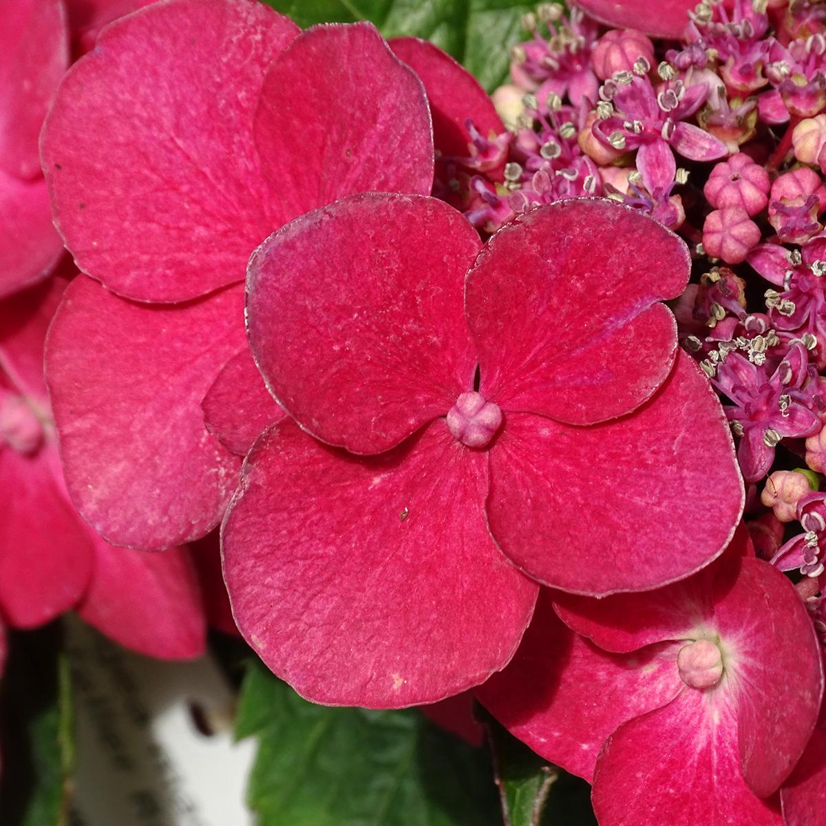 Hydrangea macrophylla Teller Red - Hortensia à têtes plates rouges