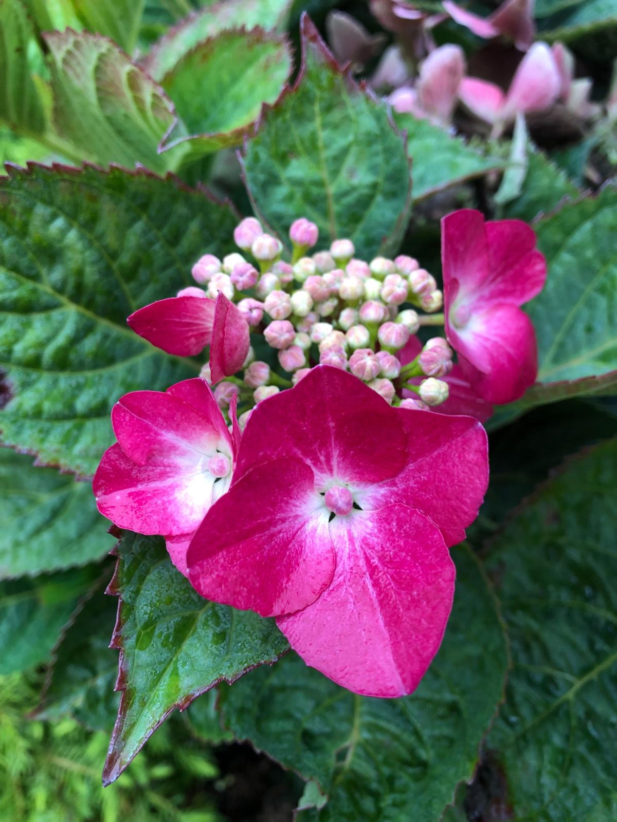 Hydrangea macrophylla Teller Red - Hortensia à têtes plates rouges