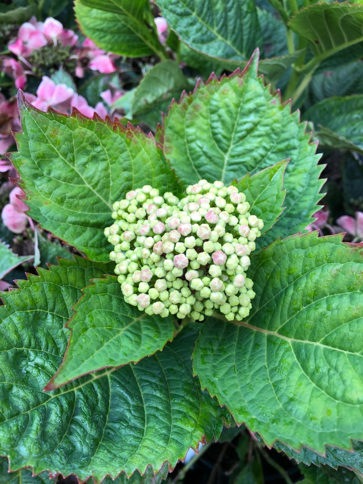 Hydrangea macrophylla Teller Red - Hortensia à têtes plates rouges