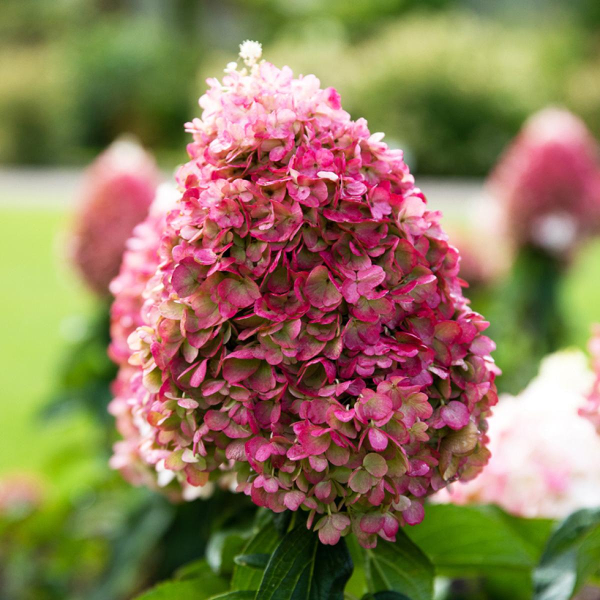 Hydrangea paniculata Living Pinky Promise - Hortensia paniculé robuste ...