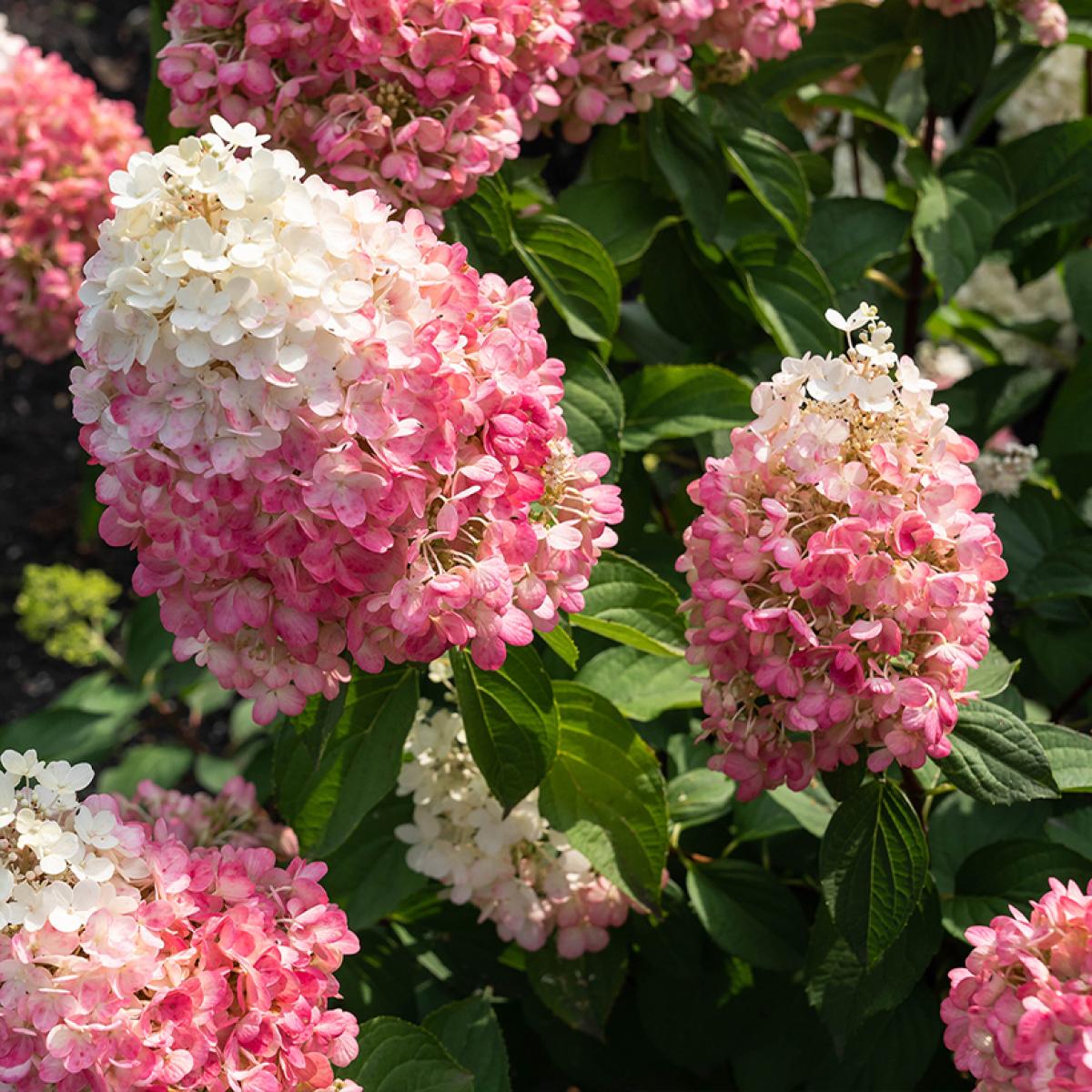 Hydrangea paniculata Living Pinky Promise - Hortensia paniculé robuste ...