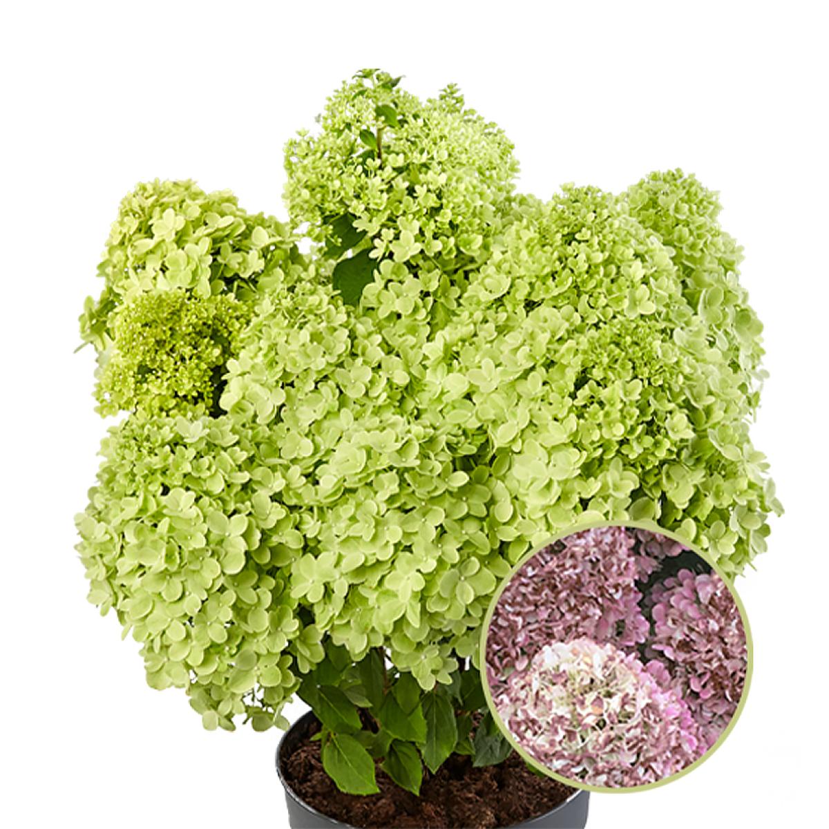 Hydrangea paniculata Pandora - Hortensia paniculé compact aux fleurs ...