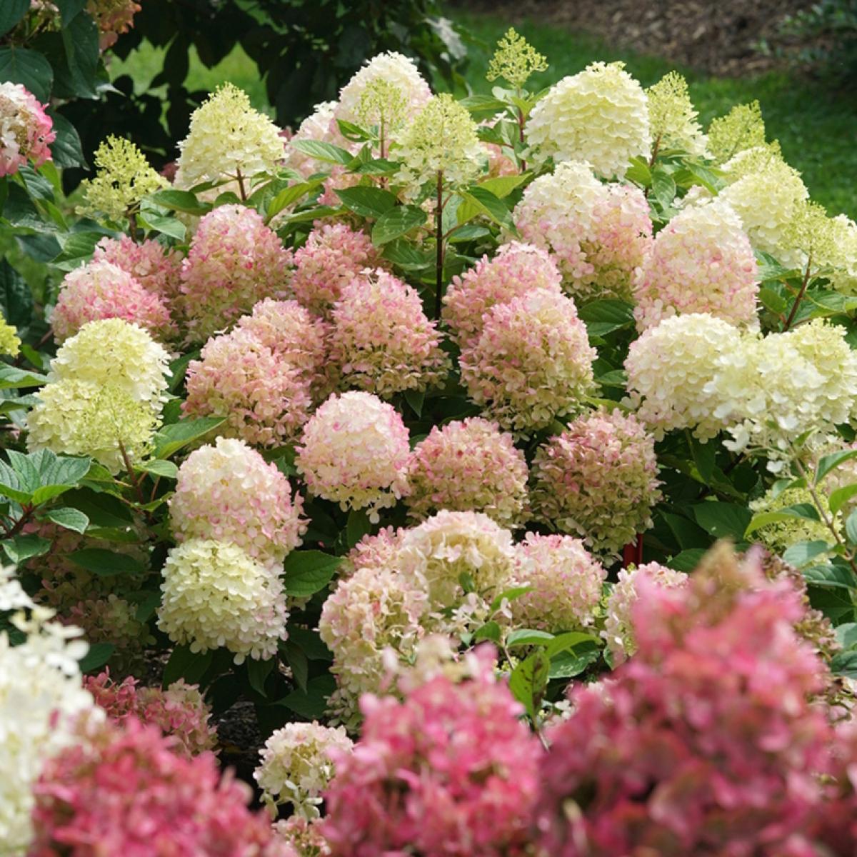 Hydrangea paniculata Fire Light - Hortensia paniculé nain aux fleurs ...