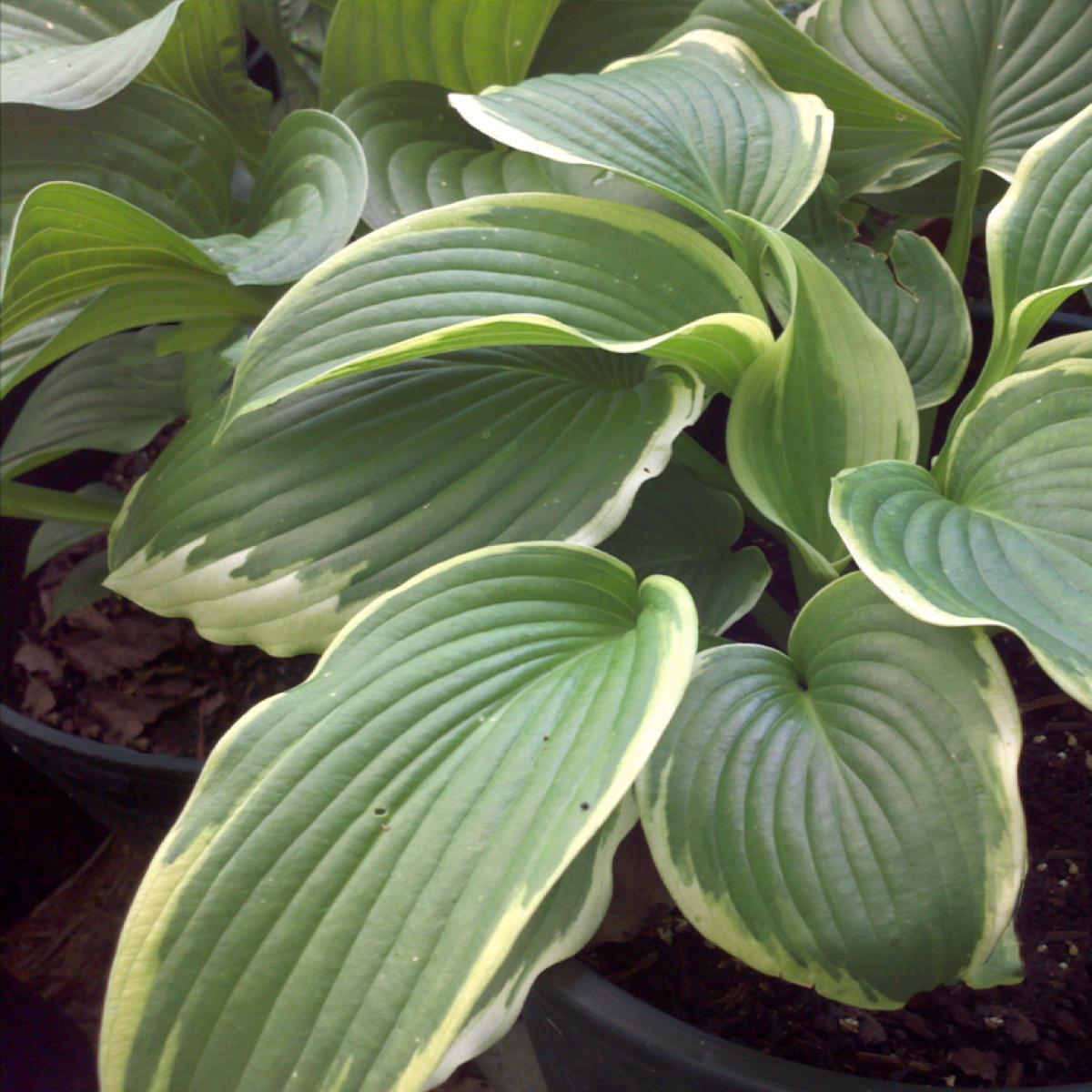Hosta Bridal Falls - Vivace panachée de caractère en vert et blanc crème