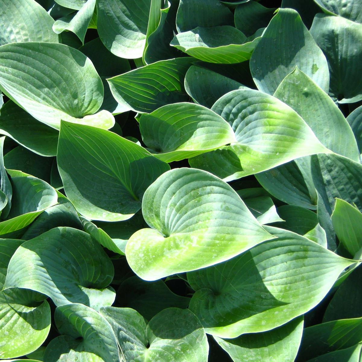 Hosta Canadian Blue - Variété moyenne à feuilles nervurés pruinés en ...