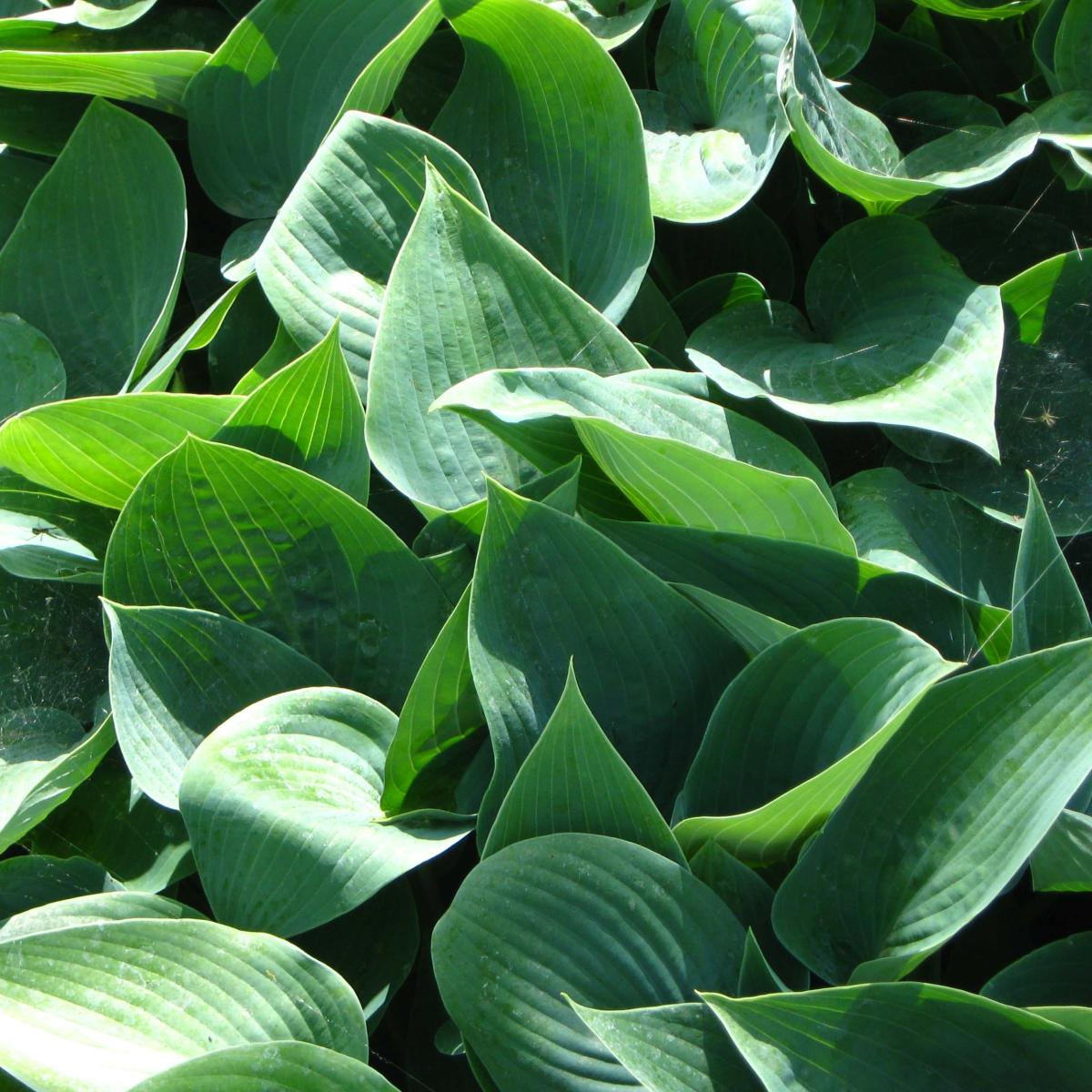 Hosta Canadian Blue - Variété moyenne à feuilles nervurés pruinés en ...