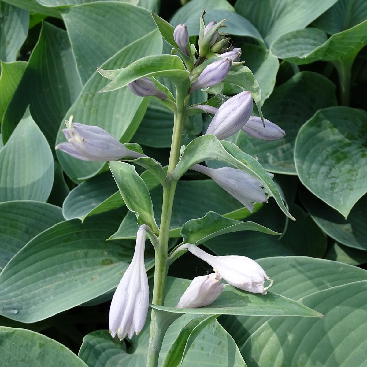Hosta Canadian Blue - Variété moyenne à feuilles nervurés pruinés en ...