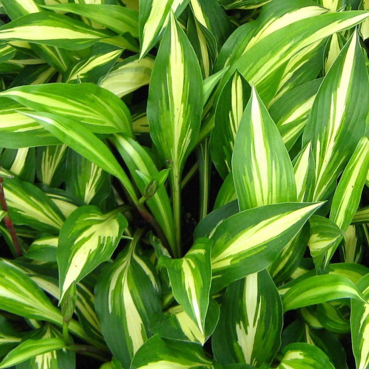 Hosta Cherry Berry - Une variété naine à feuillage étroit et panaché