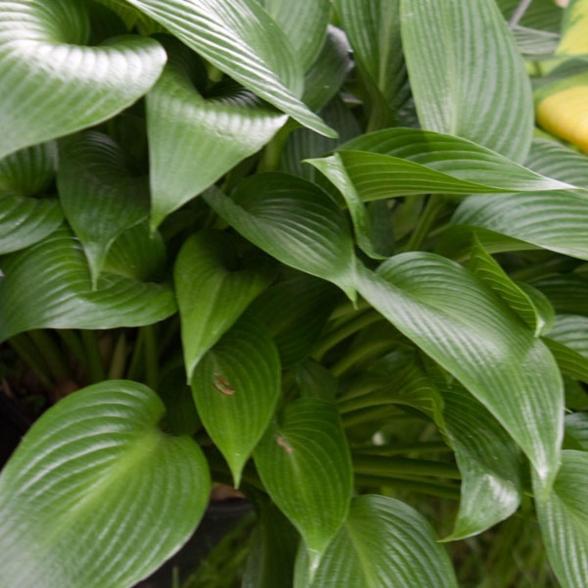 Hosta Devon Green - Un magnifique feuillage vert sombre