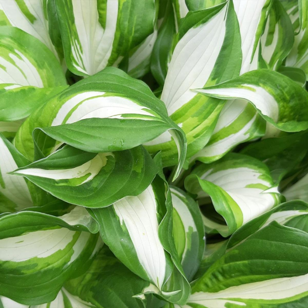 Hosta Enterprise - Vivace à feuillage panaché très contrasté, blanc et vert