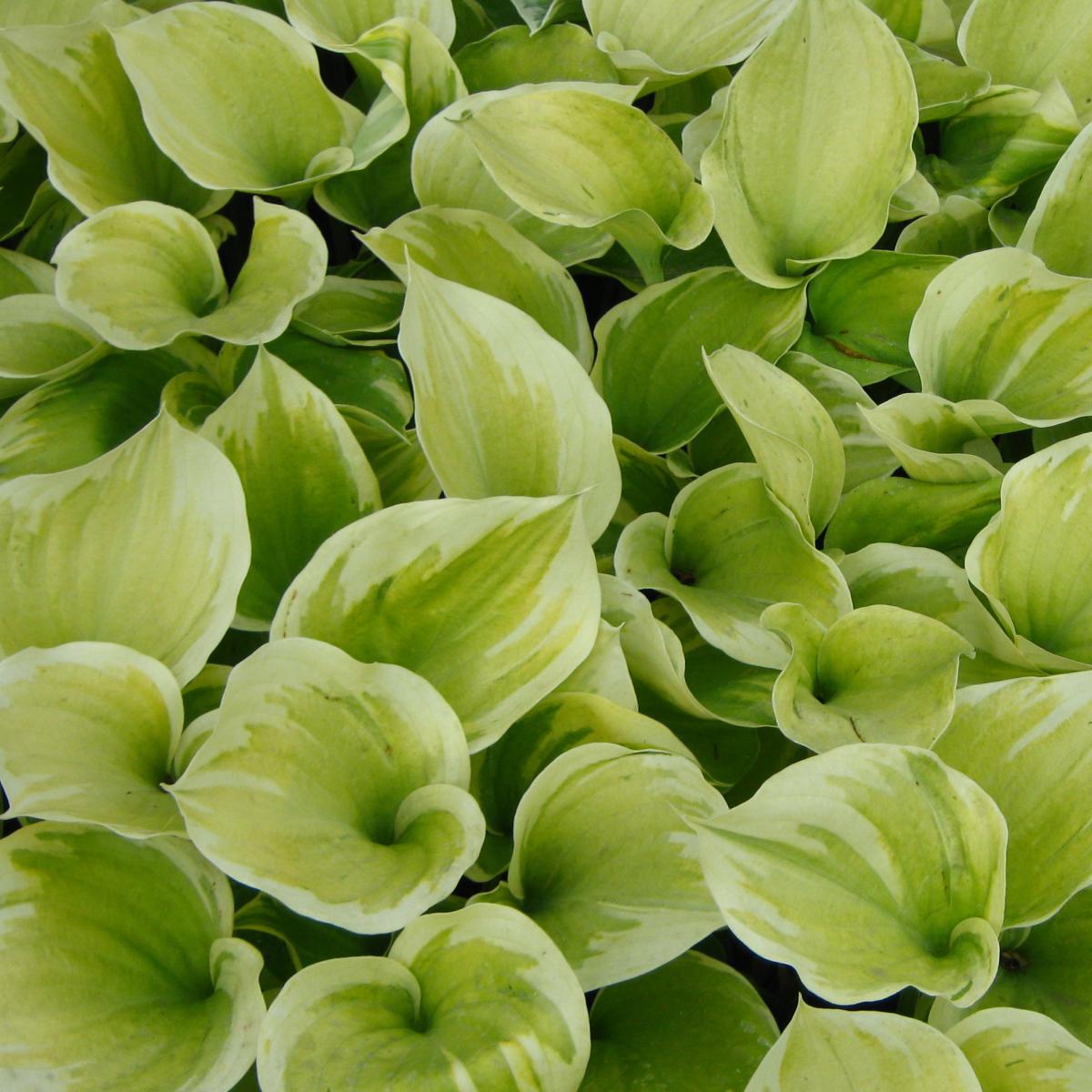 Hosta Liberty - Un beau feuillage bleu vert marginé de chartreuse