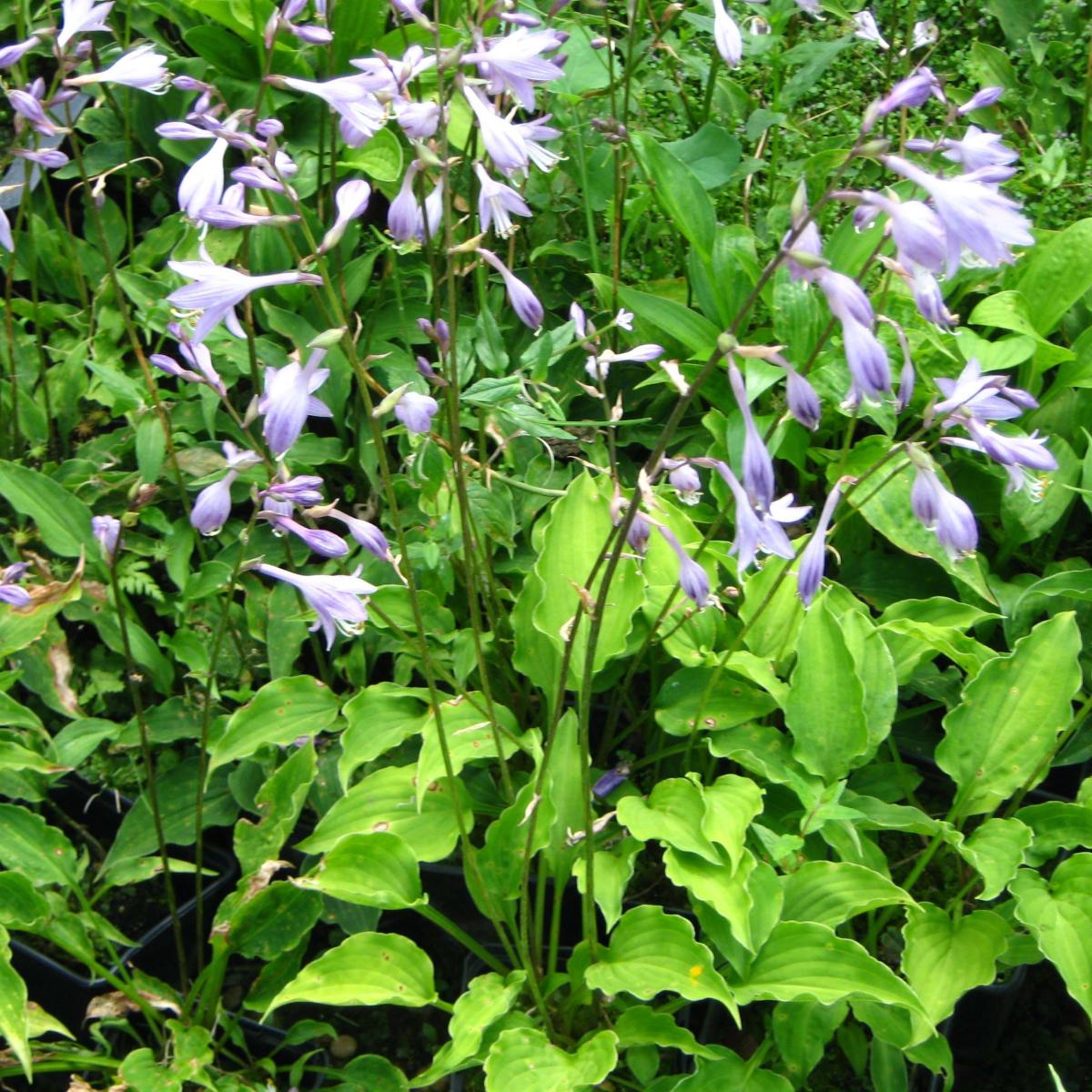 Hosta Purple Dwarf - Variété moyenne à feuilles lancéolées, ondulées ...