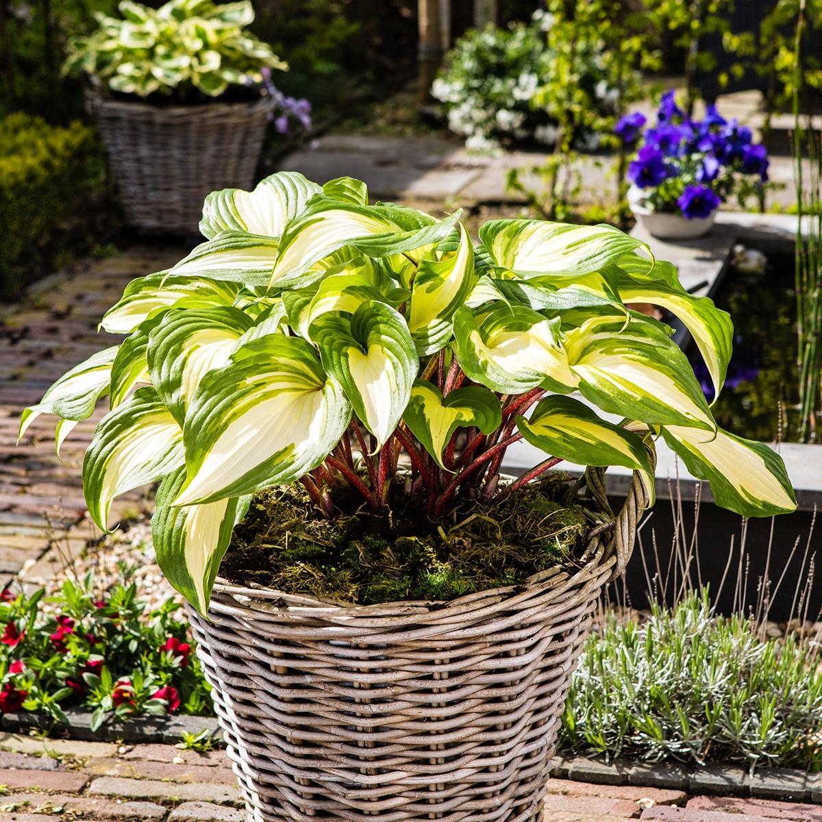 Hosta Raspberry Sundae - Variété compacte aux pétioles rouges et ...