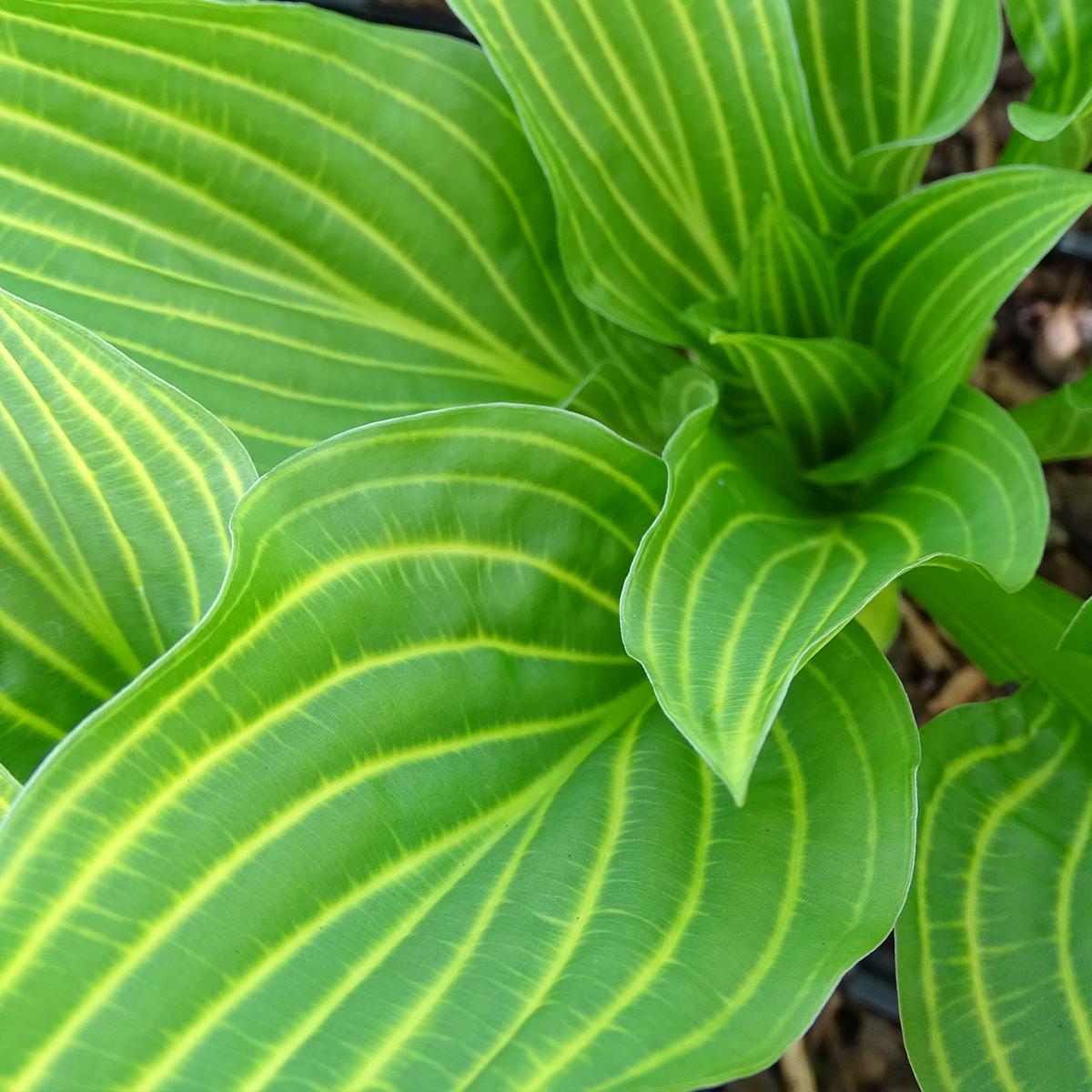 Hosta Siberian Tiger - Variété unique aux feuillage vert clair rayé de ...