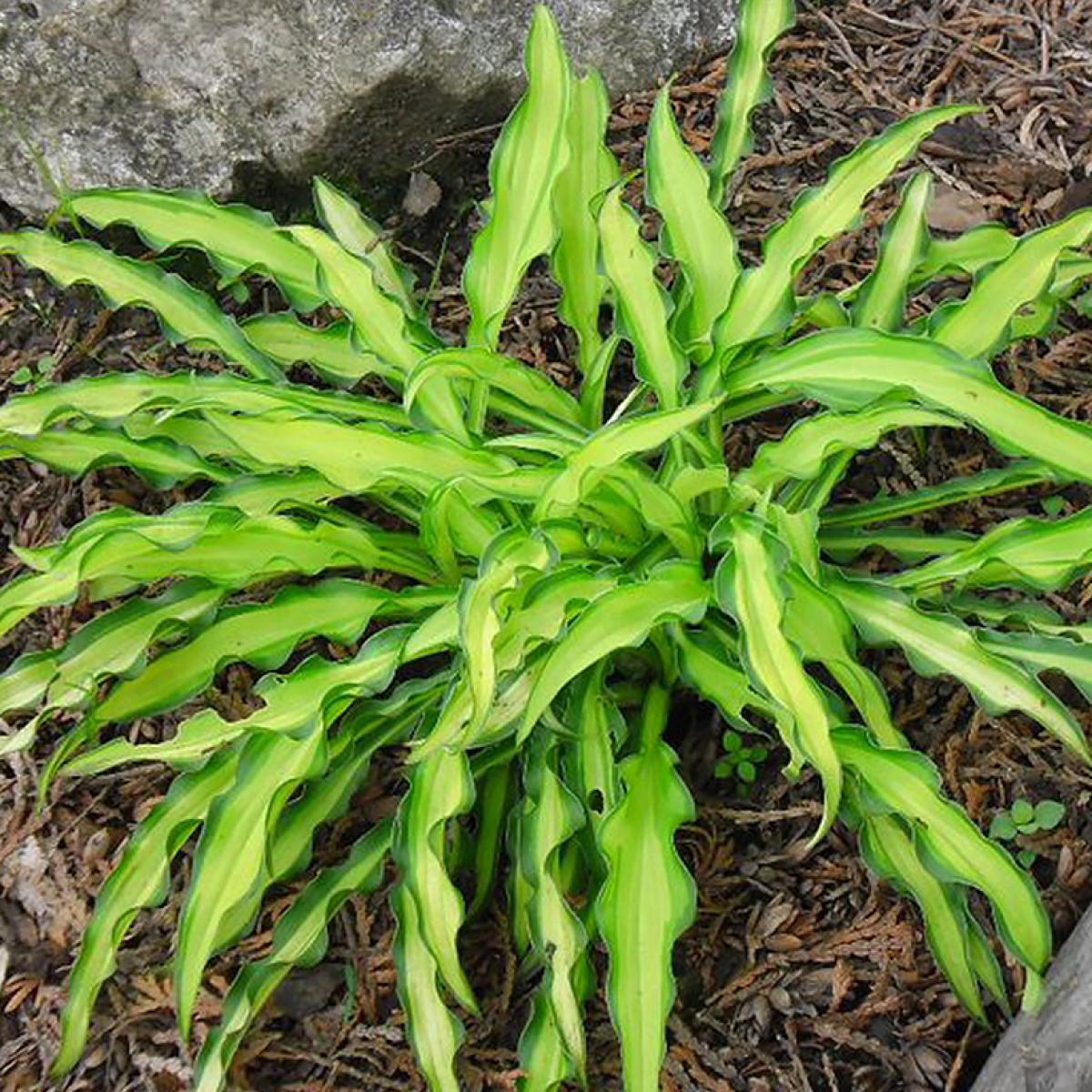 Hosta Sizzle - Petite vivace à feuillage panaché jaune et vert